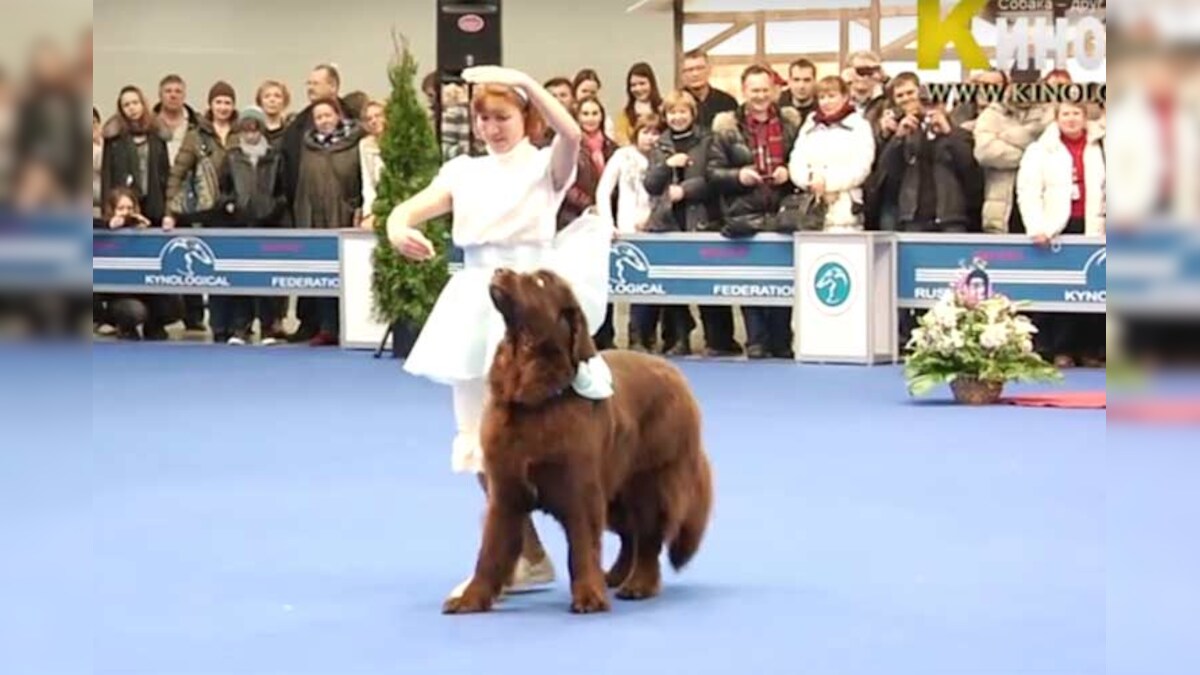 Incredible! This dog dancing with his owner in perfect sync will make ...