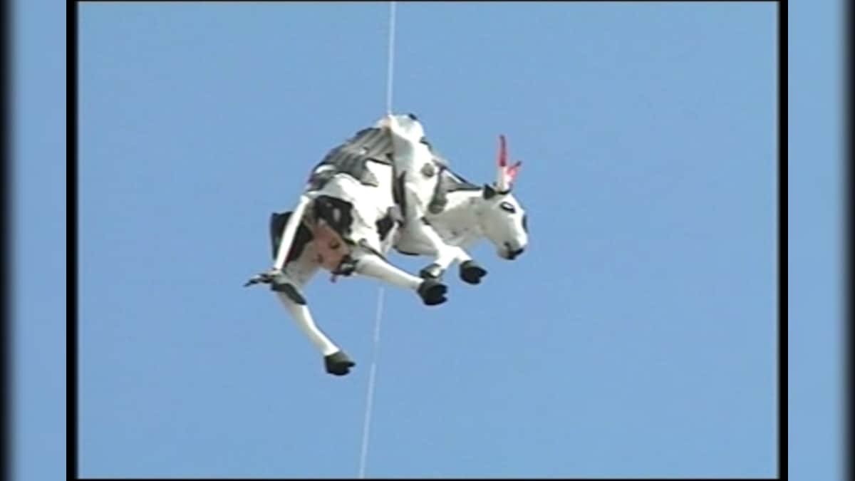 Art installation showing hanging of dummy cow sparks row in Jaipur - News18