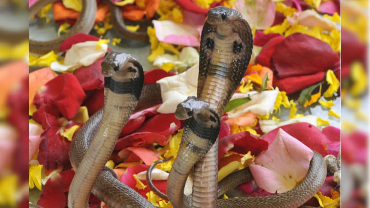 A Day Before Nag Panchami, PETA Calls For Snake-Free Celebrations - News18