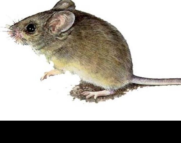 Rat spotted on Air India Mumbai-London flight, plane forced to return ...