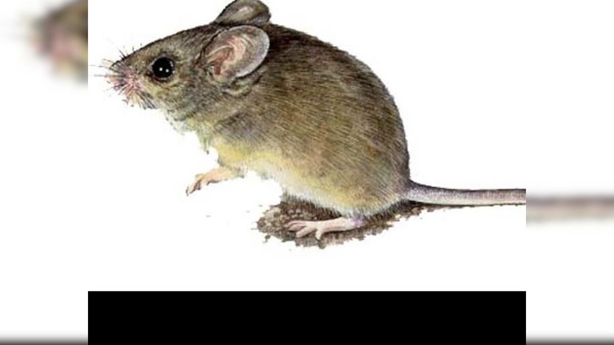 Rat spotted on Air India Mumbai-London flight, plane forced to return ...