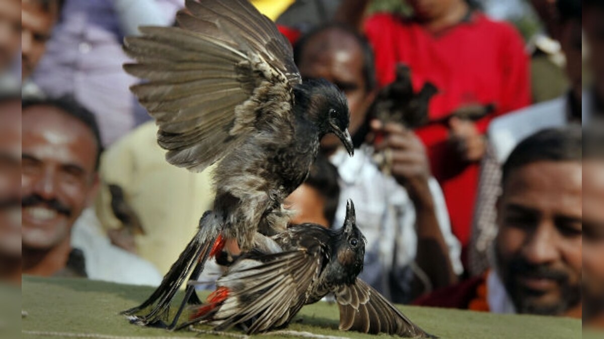 Where birds are made to fight in the name of tradition - News18