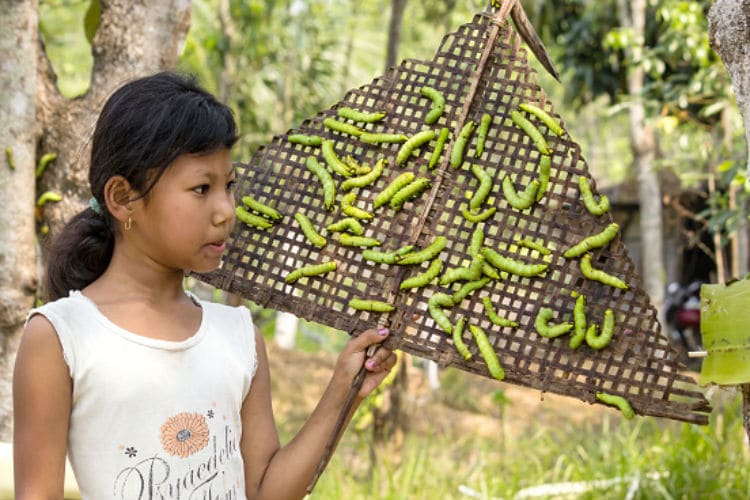 UK researchers develop viruses to protect Muga silkworm