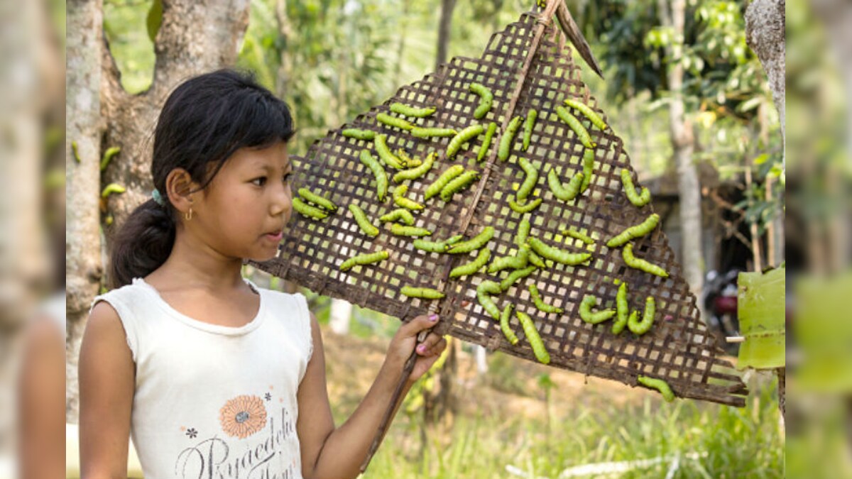 UK researchers develop viruses to protect Muga silkworm