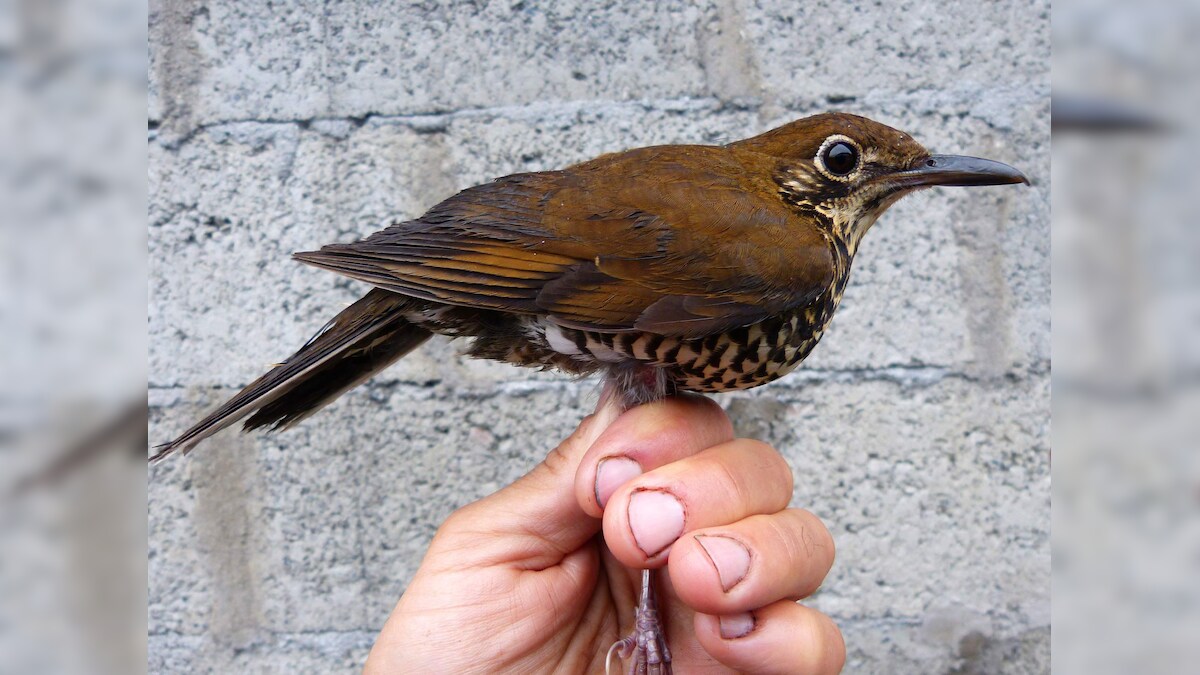 New species of bird discovered in Arunachal Pradesh - News18