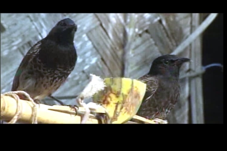 Preparations on for 400-year-old tradition of bird fight in Assam - News18