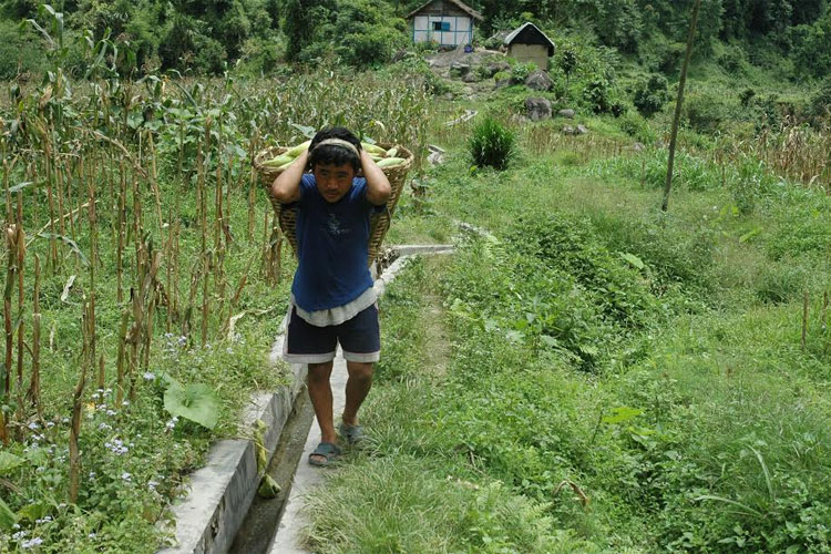 The organic state of Sikkim