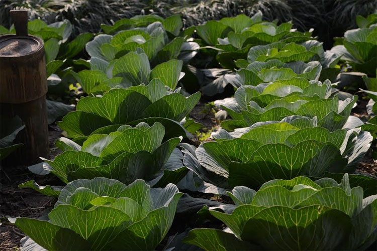 The organic state of Sikkim