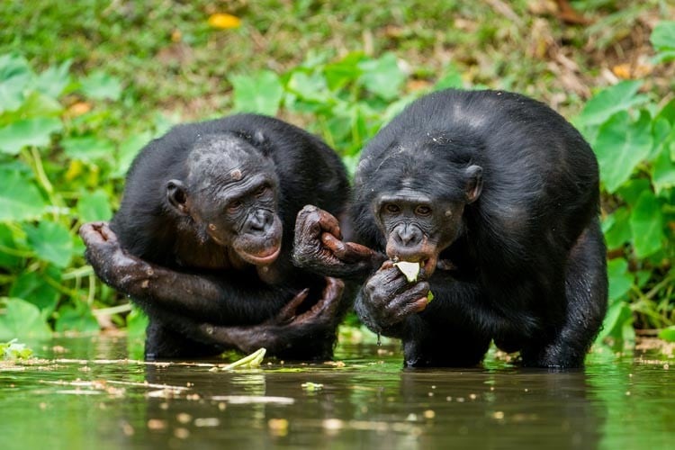 Wolves, Bonobos, Flamingos: Birds and animals that are way more ...