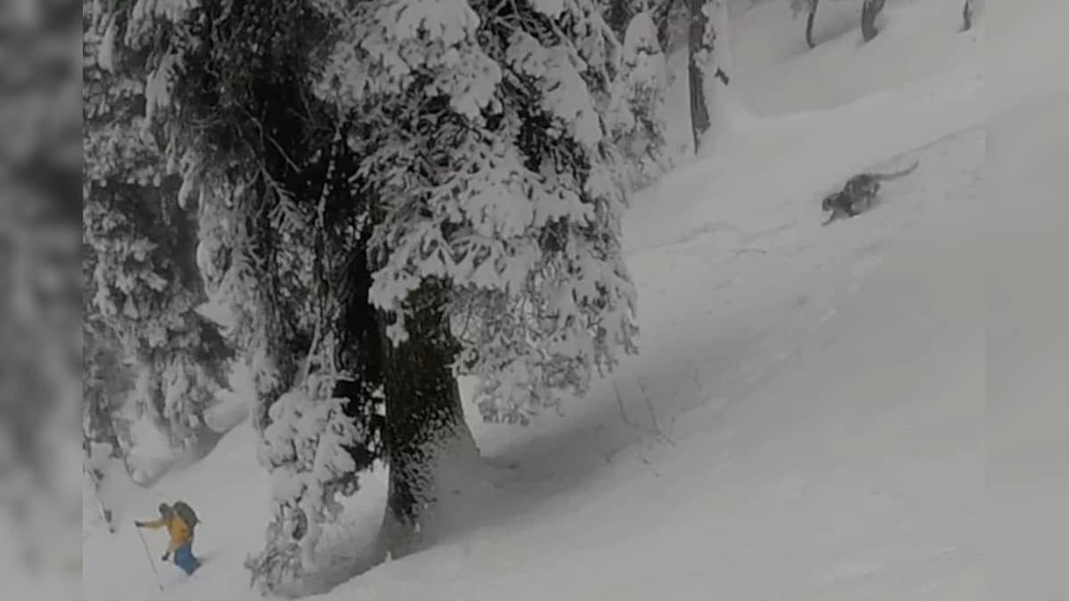 Tourists run into rare snow leopard in Gulmarg, encounter caught on cam ...