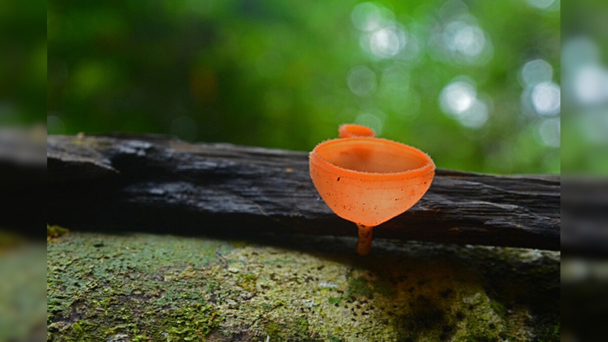 In a first, researchers to send fungi to the International Space ...