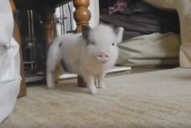 This baby pig dancing to Rihanna's 'Work' is just the cutest thing ever ...