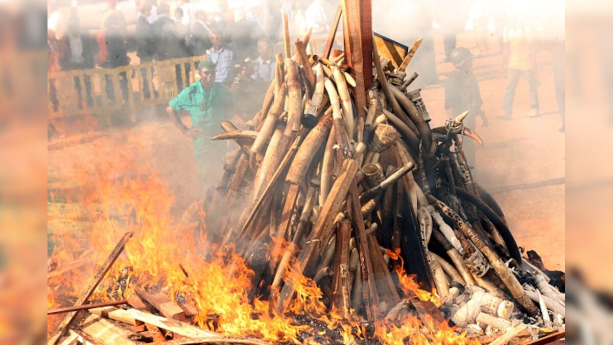 Kenya Lights World's Biggest Ivory Bonfire
