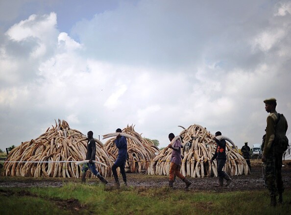 Kenya Lights World's Biggest Ivory Bonfire | World News - News18