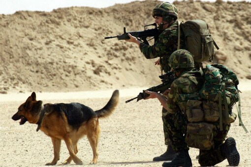British army dogs get their own personal protection equipment