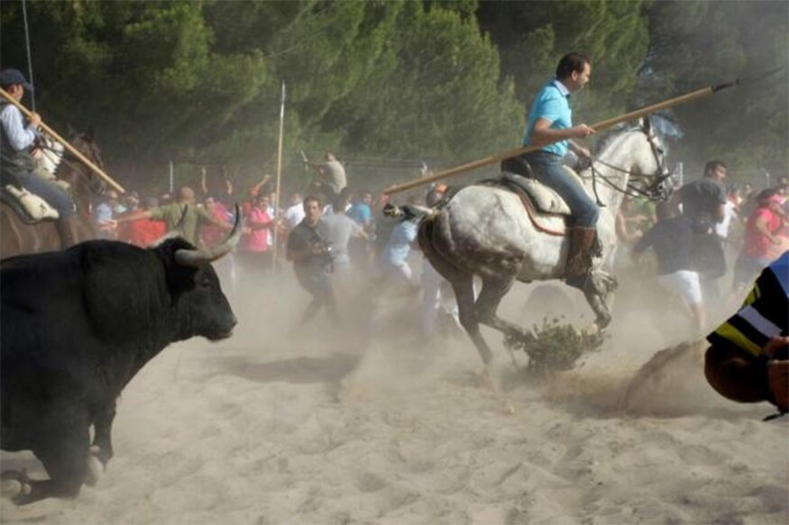 Spain Bans Killing in Controversial Bull-Lancing Festival