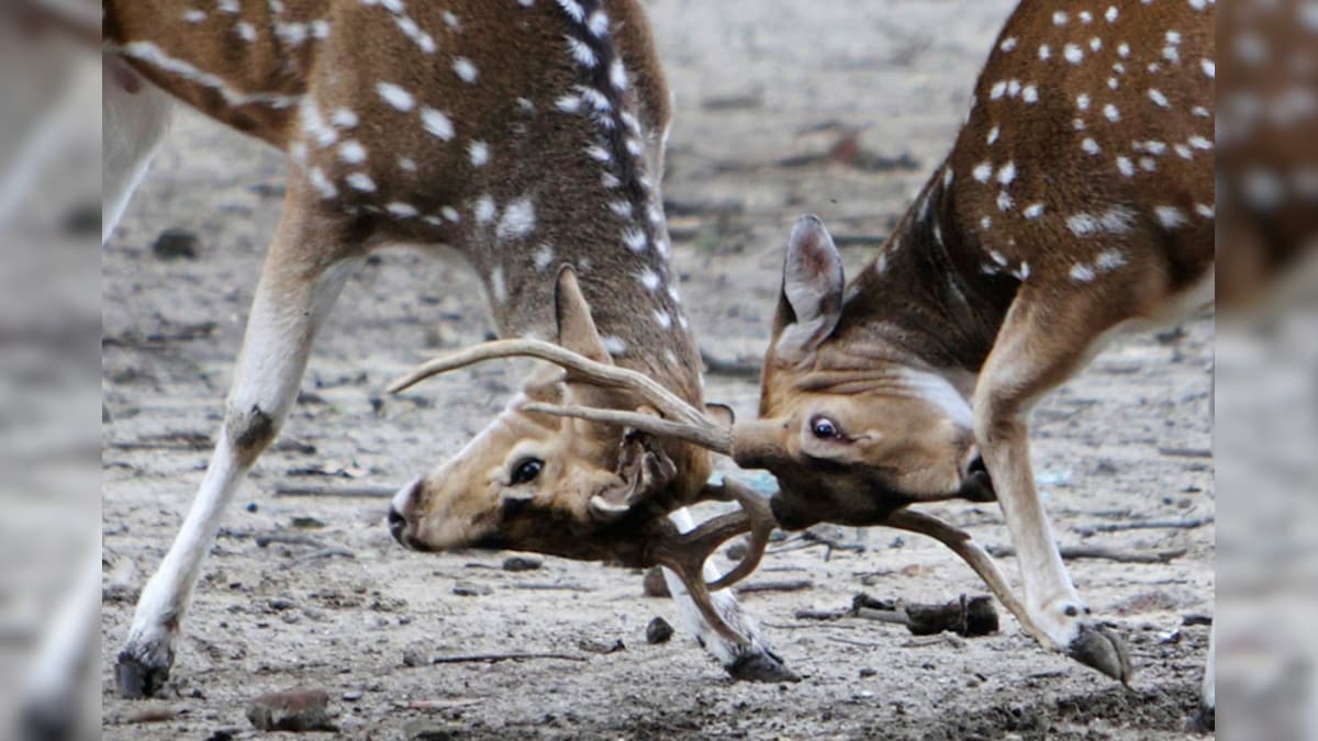 4,000 Spotted Deer Missing From Balukhand-Konark Sanctuary After ...