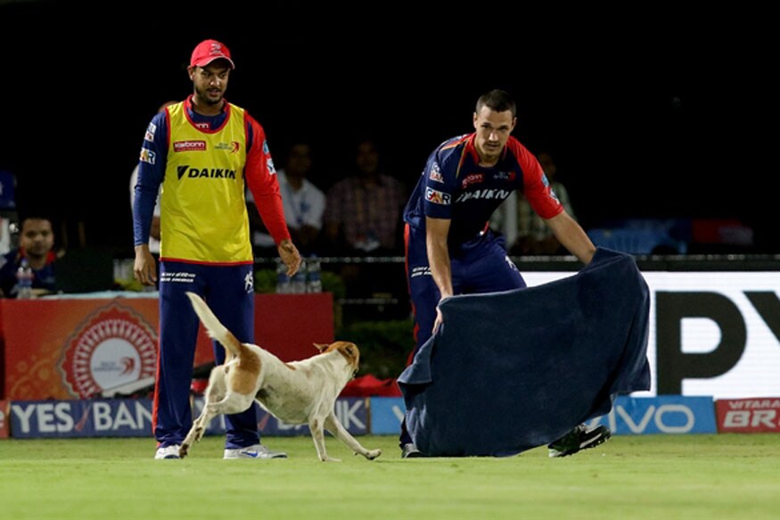 Dog Invades IPL Game, Fans Enjoy Entertainment That Followed