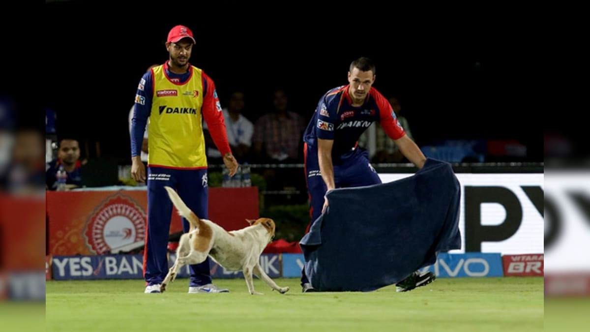 Dog Invades IPL Game, Fans Enjoy Entertainment That Followed - News18