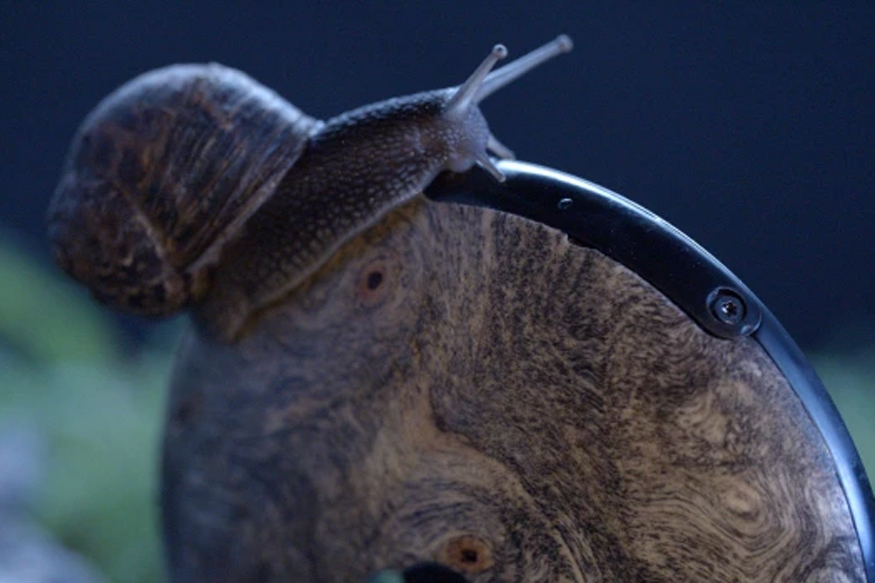 This Sustainable Device Looks Like a Pebble, Works Like a Phone - News18