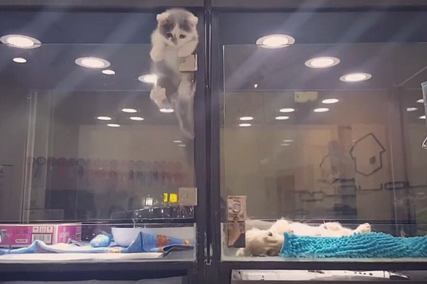 Cat's Daring Prison Break To Be With Its Pup Bestie Will Fill You With Joy