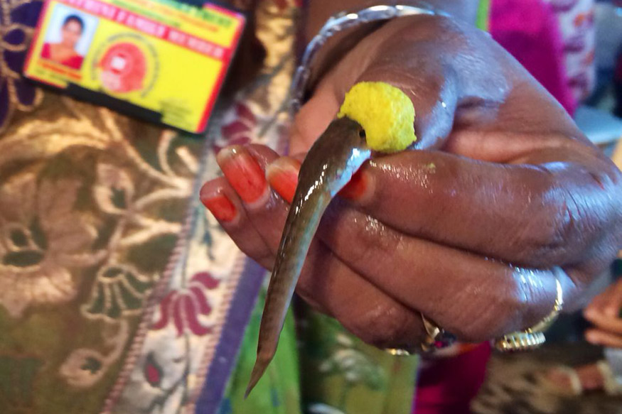 Hyderabad Fish Medicine Camp: Pop a Murrel to Breathe Easy - News18