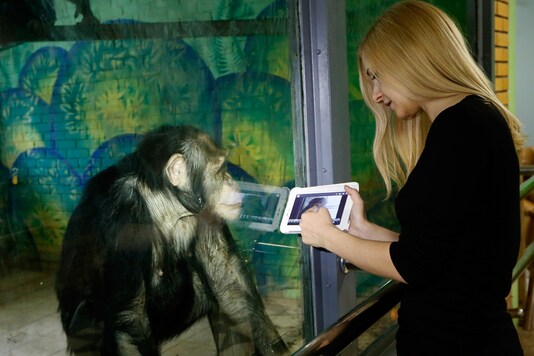 How a Touch Screen Helped a Paralysed Chimpanzee Walk Again