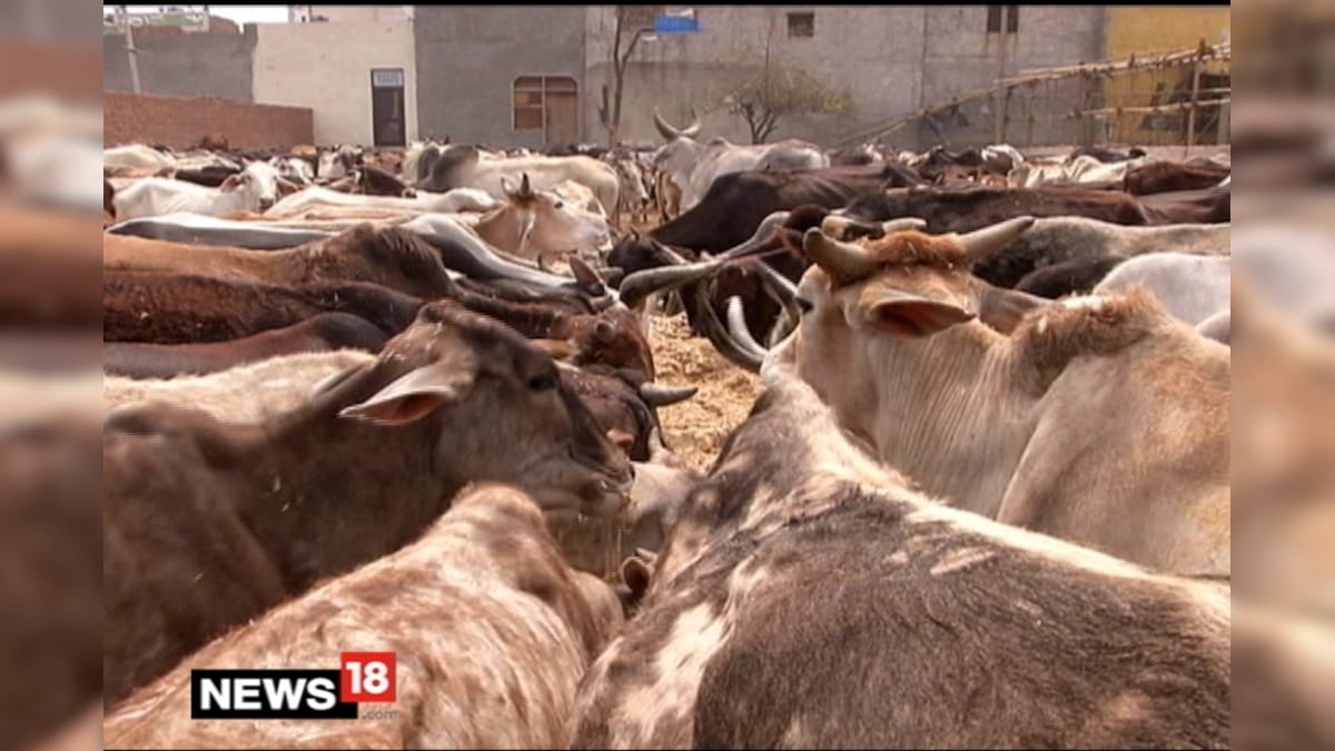 Three Lynched in West Bengal Over Alleged Cow Theft
