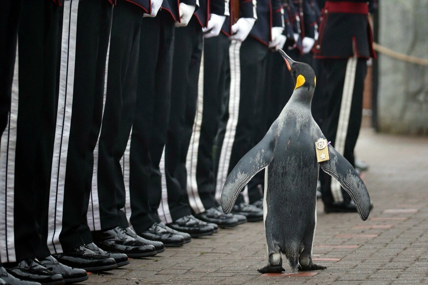 Penguin-Shaped Robot Sets Guinness World Record For Skipping