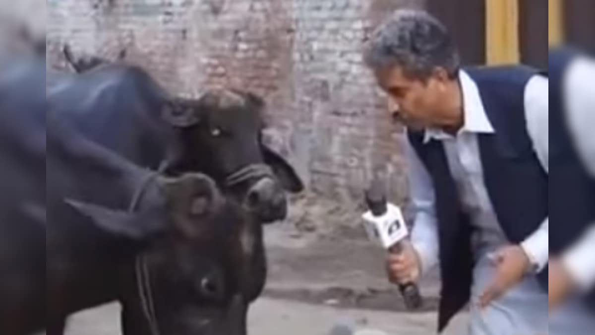 Pakistani Journalist Interviews Cattle And The Package Is Priceless ...