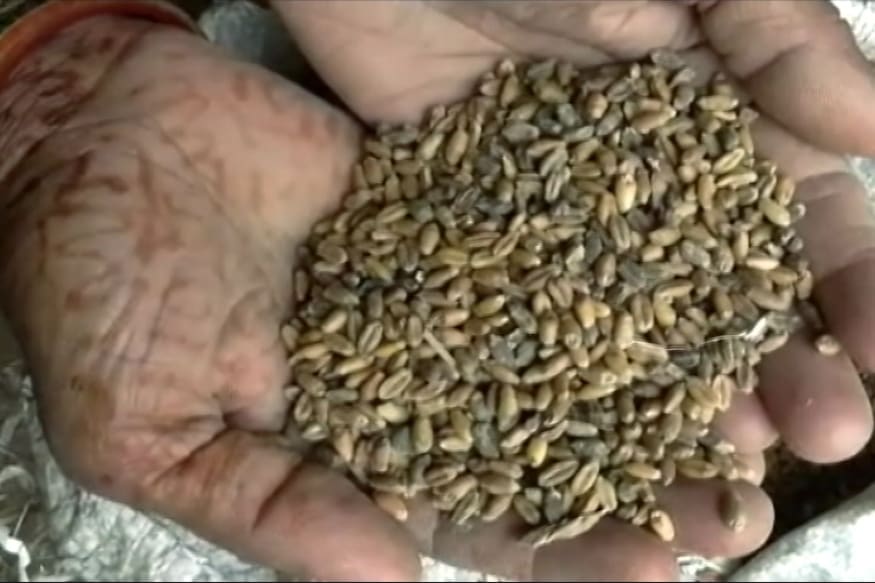 Madhya Pradesh Govt Gives Rotten, Stinking Wheat to Flood Victims - News18