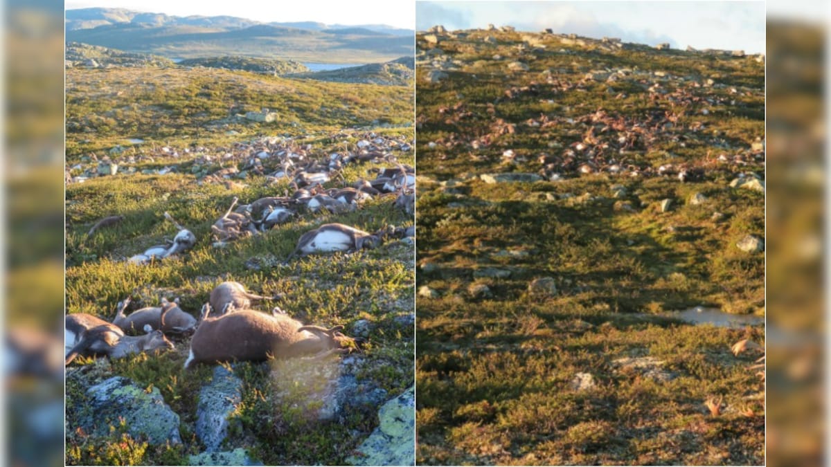 More Than 300 Reindeer Killed By Lightning In Norway - News18
