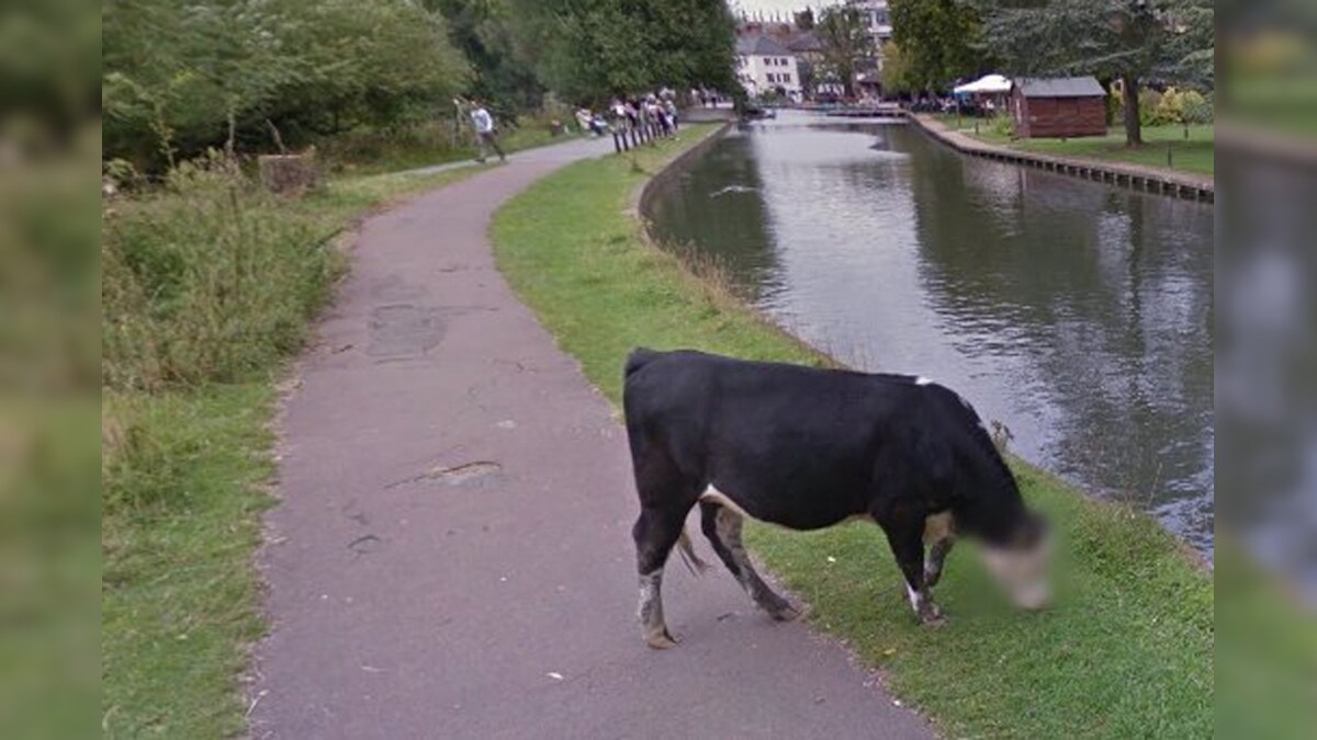 Google Street View Mistakes Cow for Human, Blurs Its Face to Protect ...