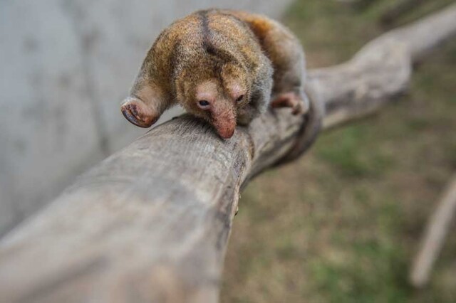 Adorable But Shy, Pygmy Anteaters Are VIPs at Peru Zoo - News18