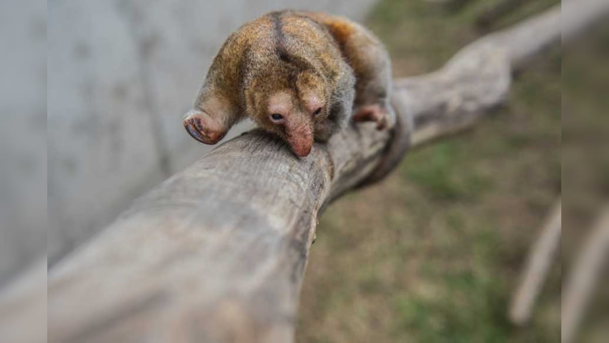 Adorable But Shy, Pygmy Anteaters Are VIPs at Peru Zoo - News18
