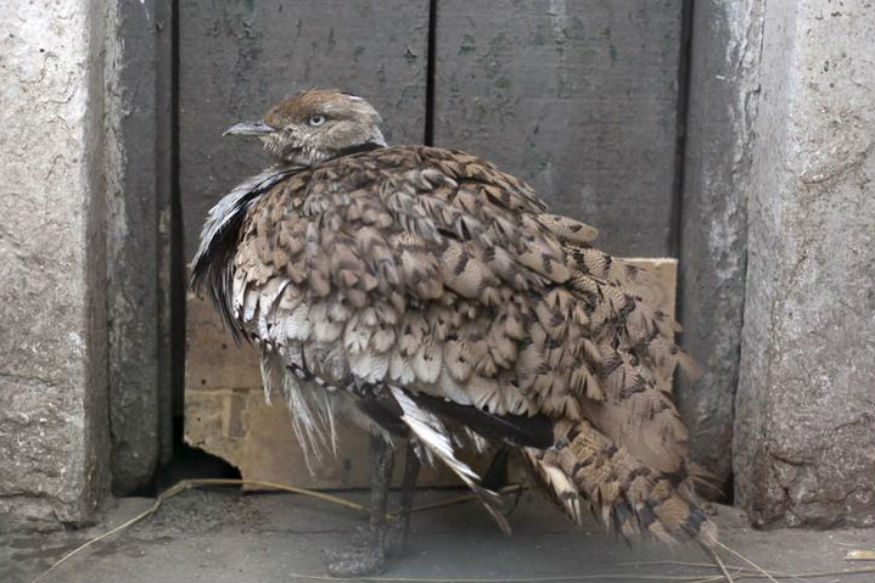 Explaining the Houbara Bustard Hunting in Pakistan Explaining the Houbara Bustard Hunting in Pakistan