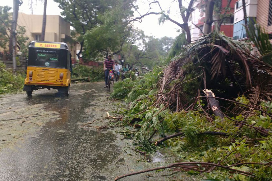 In Pics: A Day After Cyclone Vadrah Makes Landfall, Chennai Battered