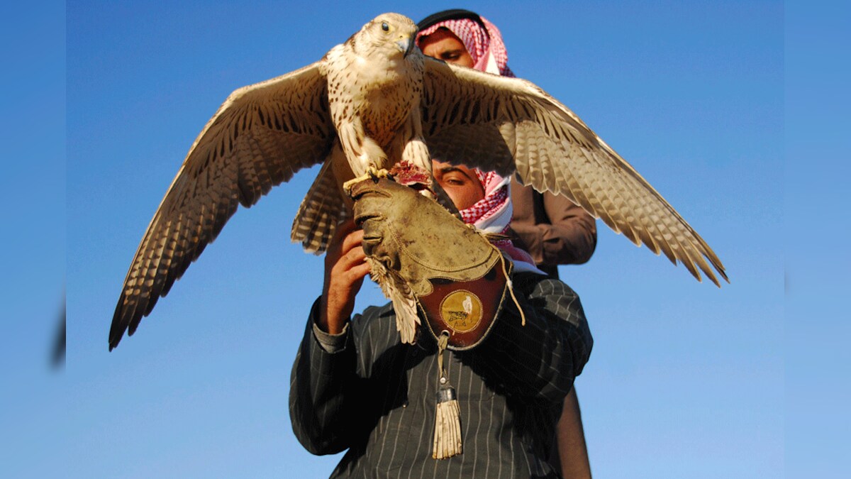 Saudi Prince Buys Airplane Seats to Transport 80 Falcons - News18