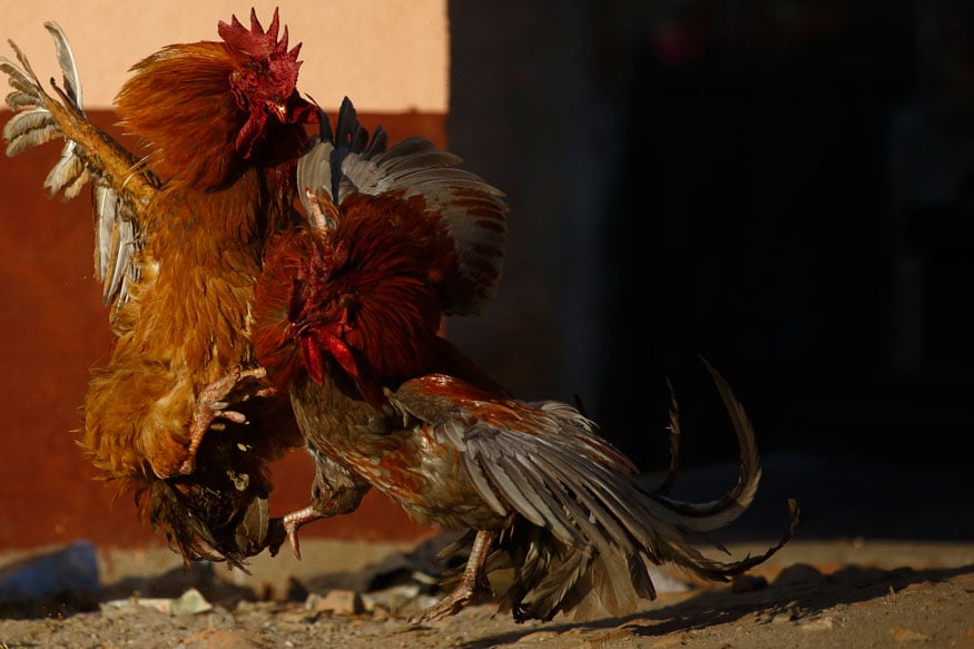 Despite Ban, Roosters and Punters Ready for the Cockfights