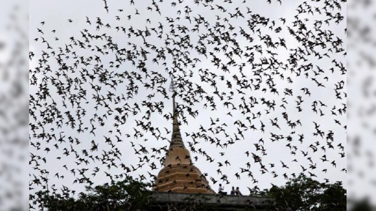 Bat Bot: A Flying Robot Which Mimics Bats - News18