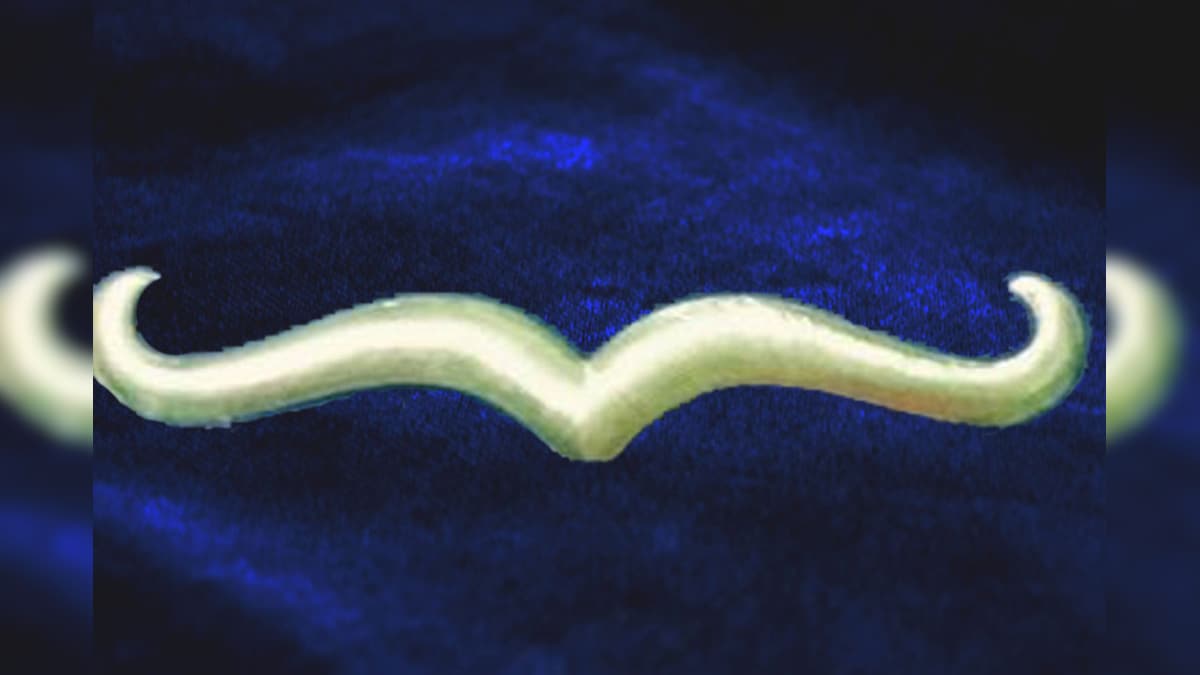 After Tirupati, KCR Offers 'Gold Moustache' to Kuravi Temple - News18