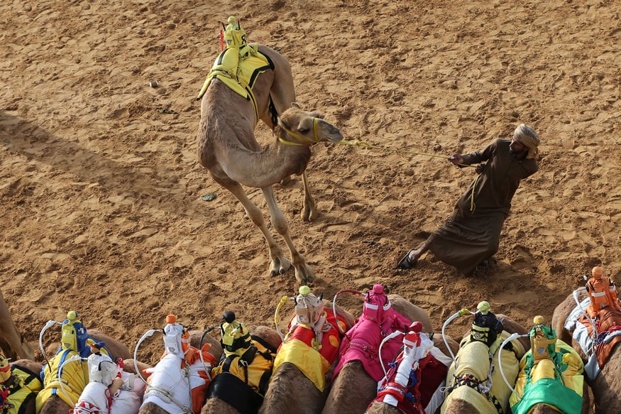 Camel Racing at Dubai's Al Marmoom Heritage Festival - News18
