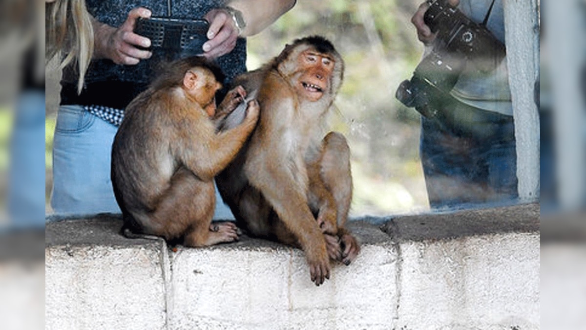 Monkeys Drop Crude Bombs on 3 in UP, 5-Year-Old Boy Sustains Serious ...