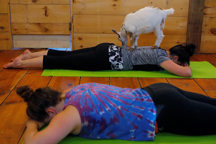 In Photos: Yoga with Goats - News18