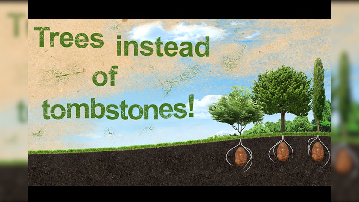 Wish to be a Tree After Death? This Egg-like Pod Could Give a Greener ...