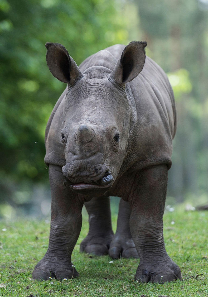 Meet 7 days of Animal Stars - News18