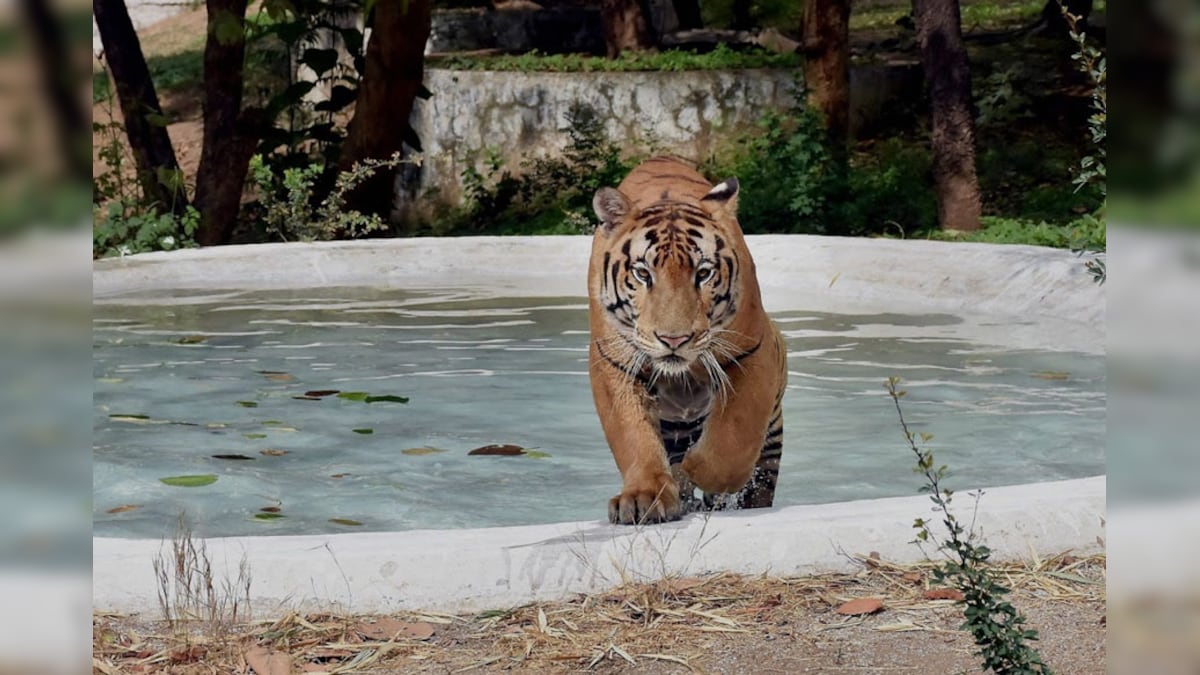 Covid-19 Lockdown Offer: Nearly 100 Animals Adopted at Bengaluru Zoo ...