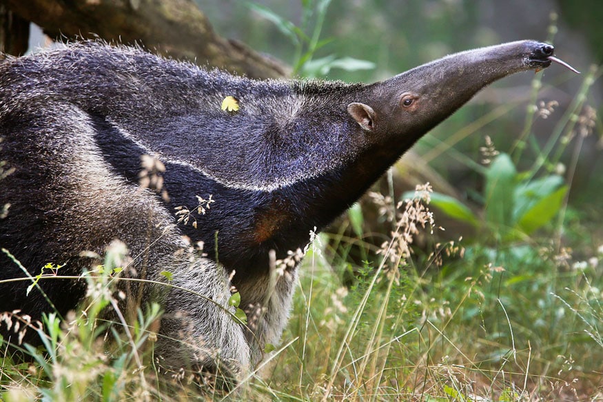 Meet 7 days of Animal Stars - News18