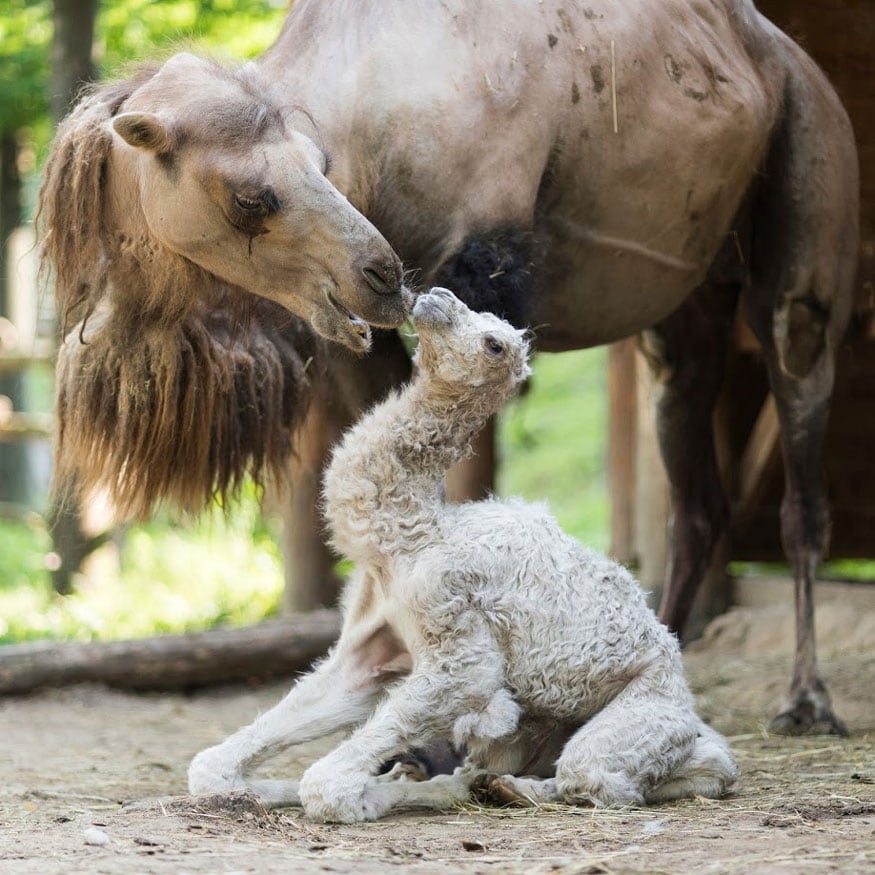 Meet 7 days of animal stars - News18