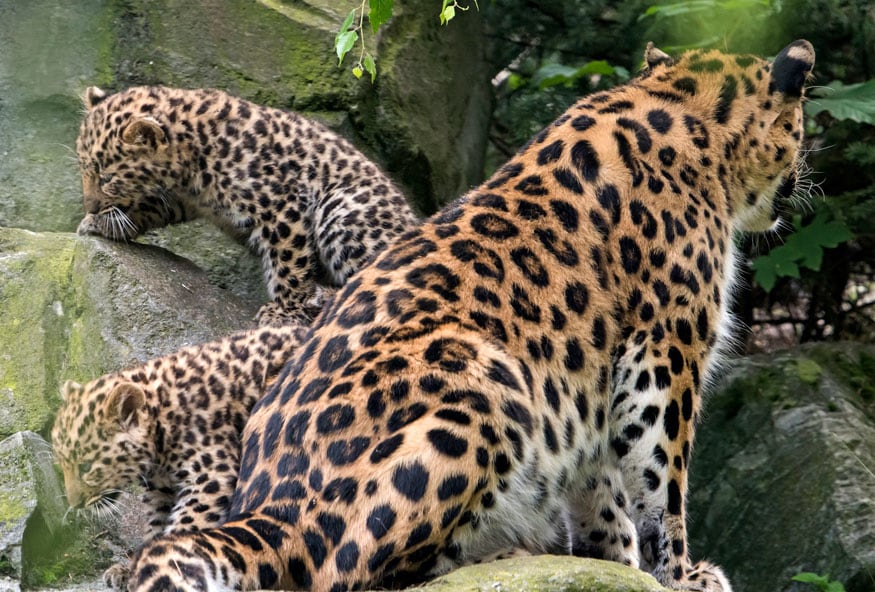 Two adorable baby leopard cubs at German zoo - News18